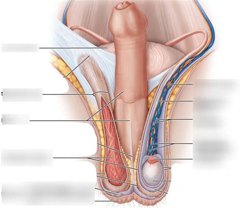 Spermatic Cord And Testes Cartoon Diagram Quizlet