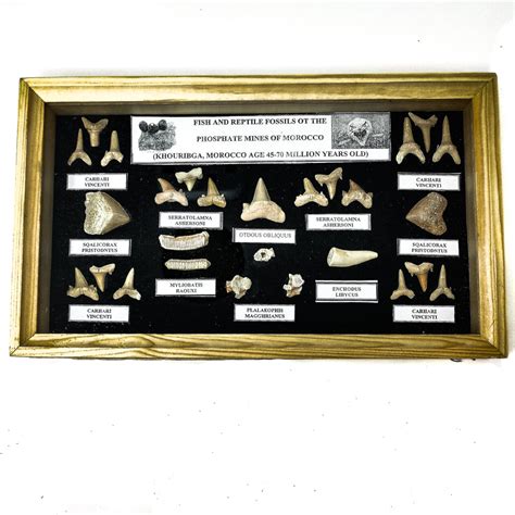 Fossil Display Set Small