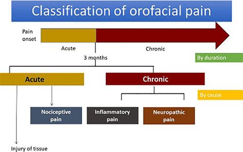 Review Of Literatures Physiology Of Orofacial Pain In Dentistry Eneuro