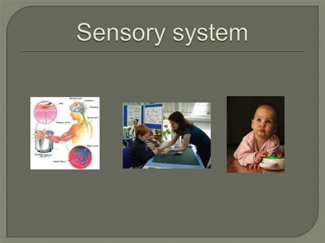 Ch 15 Sensory Pathways Ppt