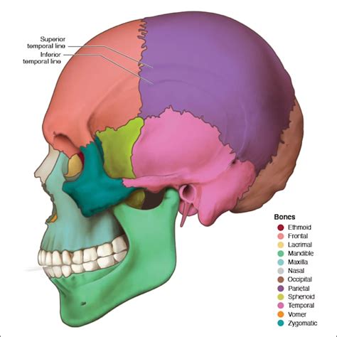 Parietal Bones Head And Neck Anatomy Part I Bony Structures