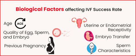 Top 10 Factors That Determine Your Ivf Success Rate Imprimis