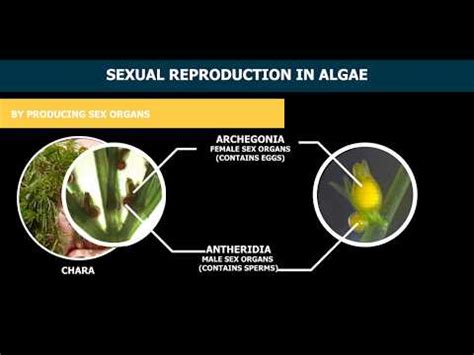 Algae Asexual And Sexual Reproduction Video Lecture Biology For Grade 11