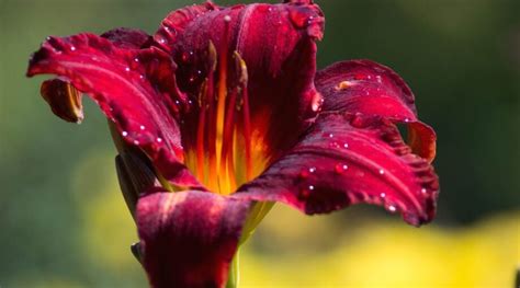 63 Beautiful Daylily Varieties For Your Garden