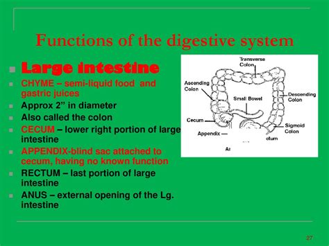 Remember The Structures Of The Digestive System Ppt Download