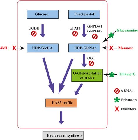 Schematic Illustration Of The Synthesis Of UDP Sugars And Their Download Scientific Diagram