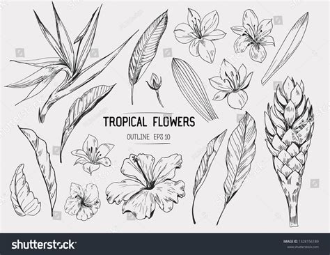 Tropical Flowers Set Hand Drawn Illustrations Stock Vector Royalty