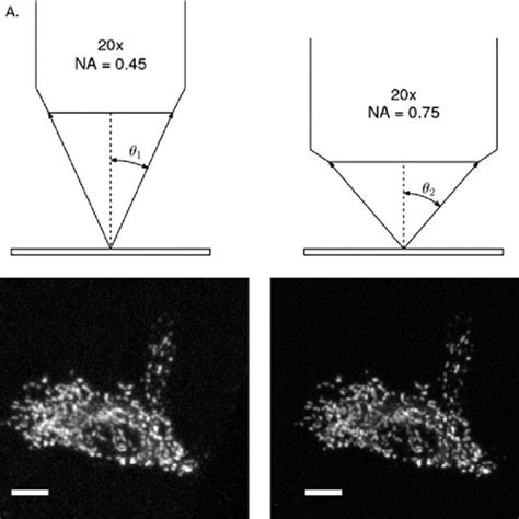 Airy Disk And Resolution A When Imaging A Subresolution Feature Such Download Scientific