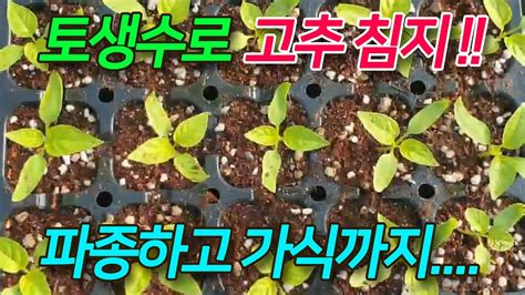Ep234 토생수로 침지 파종 후 가식까지 하는 영상입니다 웃자람 없이 이파리도 파릇파릇 넓고 크게 잘 올라왔습니다 잘