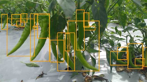 Manual Annotation Box For Green Peppers Download Scientific Diagram