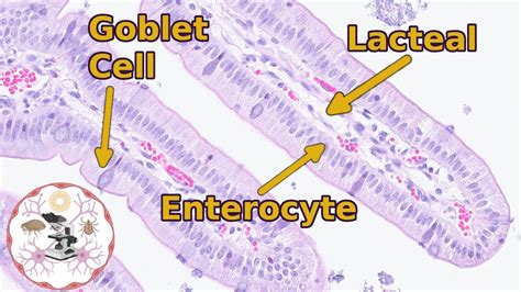 Small Intestine Histology
