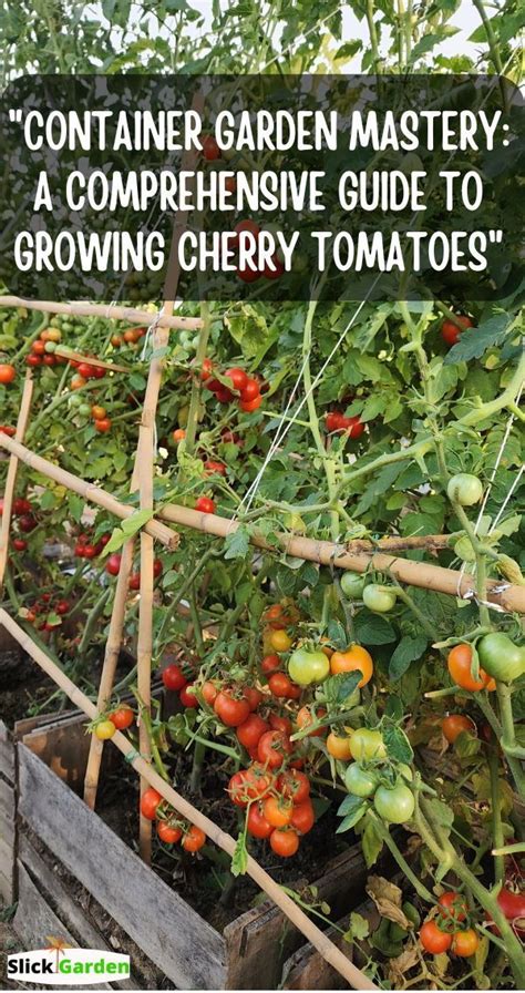 Container Garden Mastery A Comprehensive Guide To Growing Cherry