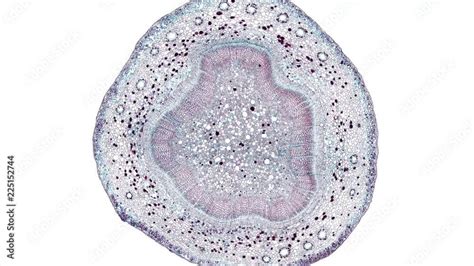 Ginkgo Stem Cross Section Cut Under The Microscope Microscopic View Of Plant Cells For