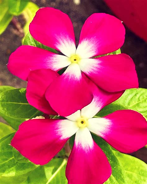 Nature Series — Debra Roberson Artist