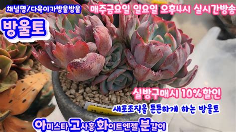 아미스타고사홍화이트엔젤트럼펫핑키방울토분갈이 Youtube