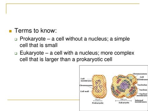 Ppt Taxonomy Classification Powerpoint Presentation Free Download