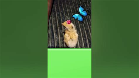 აი ეს არის ჩემი წიწილა რომელსაც წიწი ჰქვია🐤💛 Youtube