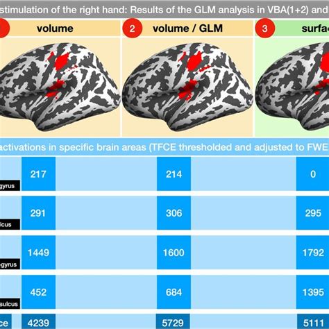 Comparing Cortical Activation Patterns In Specific Brain Regions Of