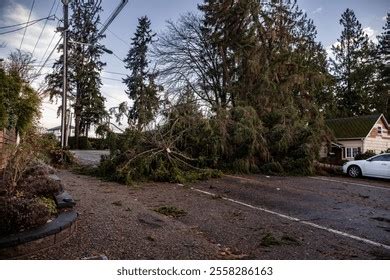 Fallen Tree Blocking Road Photos Images Pictures Shutterstock