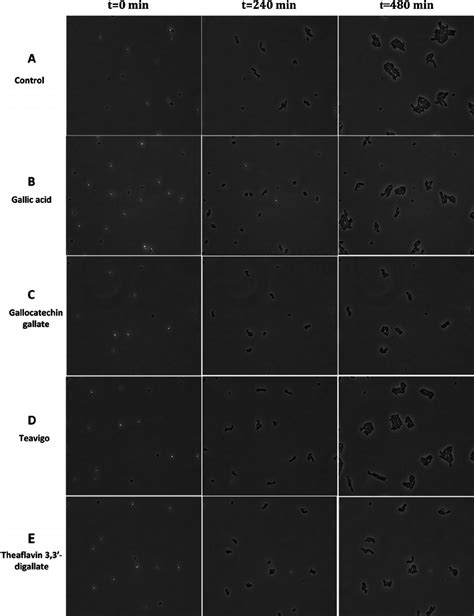 Time Resolved Images Showing Germination And Outgrowth Of B Subtilis