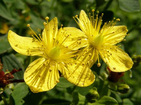 Hypericum Maculatum In Hausjärvi Southern Finland