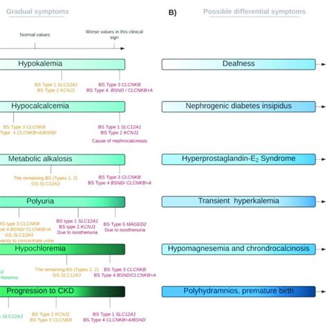 Main Methods For The Diagnosis Of Gitelman And Bartter Syndromes Each Download Scientific