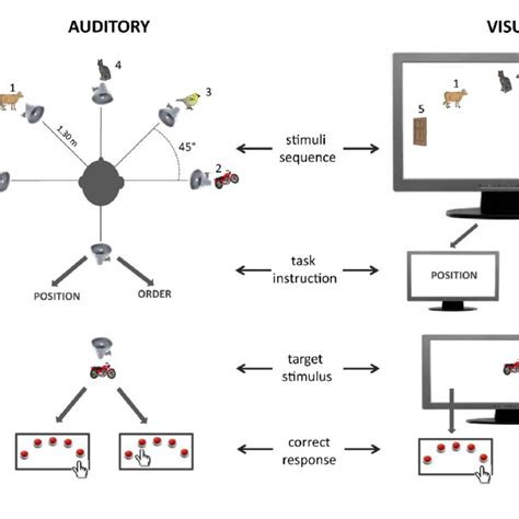 Sequence Of Events In The Auditory And Visual Trials Download Scientific Diagram