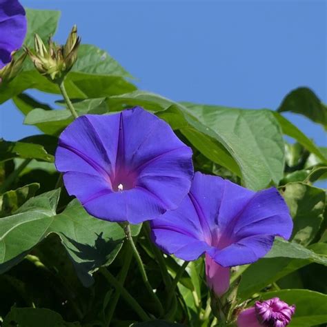 30 Popular Types Of Ipomoea Pictorial Guide