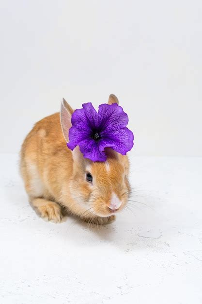 Premium Photo Ginger Bunny With A Purple Flower On A White Background The Basis For The Postcard