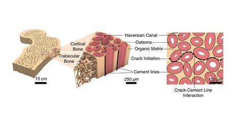 Constructionhq Princeton Researchers Create 56x Stronger Cement By Mimicking Human Bone