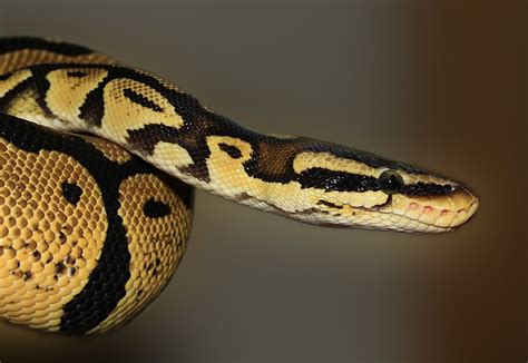 Royalty Free Photo Shallow Focus Photography Of Brown Python Pickpik