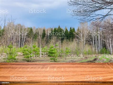 이른 봄 자연 환경의 배경 흐리게 빈 나무 테이블 디스플레이 또는 몽타주 제품에 사용할 수 있습니다 0명에 대한 스톡 사진 및