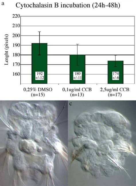 Actin Filament Depolymerisation By Cytochalasin B Affects Elongation Of