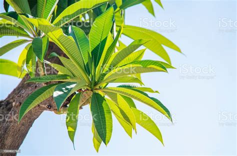 푸른 하늘을 배경으로 녹색 프랑지파니잎을 클로즈업하여 공간을 복사합니다 여름 배경 0명에 대한 스톡 사진 및 기타 이미지 0명 계절 나무 Istock