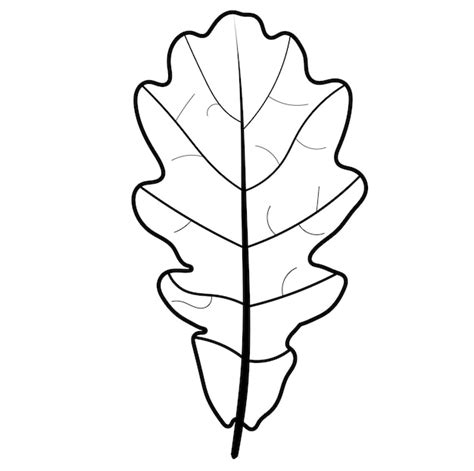 Premium Vector Wood Leaf Contour Drawing
