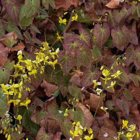 Epimedium X Perralchicum Frohnleiten Avant Gardens