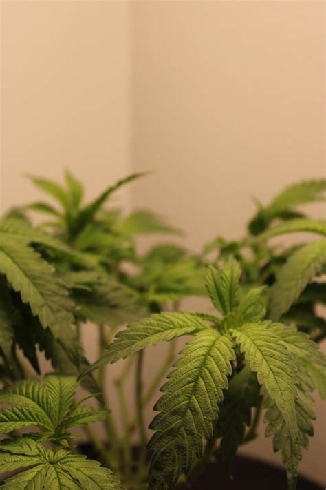 Lazy Lemon 2 Months From Clone Rsouthdakotatrees