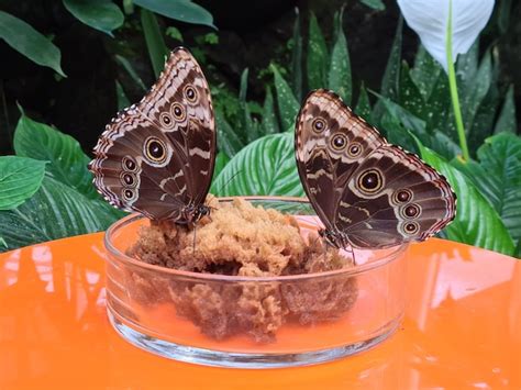 Premium Photo A Butterfly Is Sitting On A Bowl Of Food With The