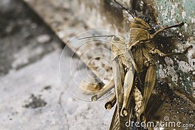 Mating Of Grasshoppers Grasshopper Breeds Sexually Namely The Distribution Of Sperm Of Male