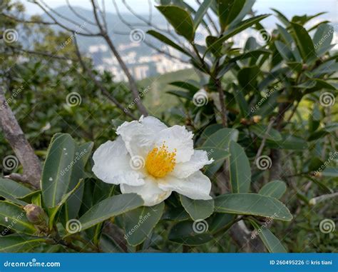 Polyspora Axillaris White Nature Flowers In Hong Kong Lion Rock Country