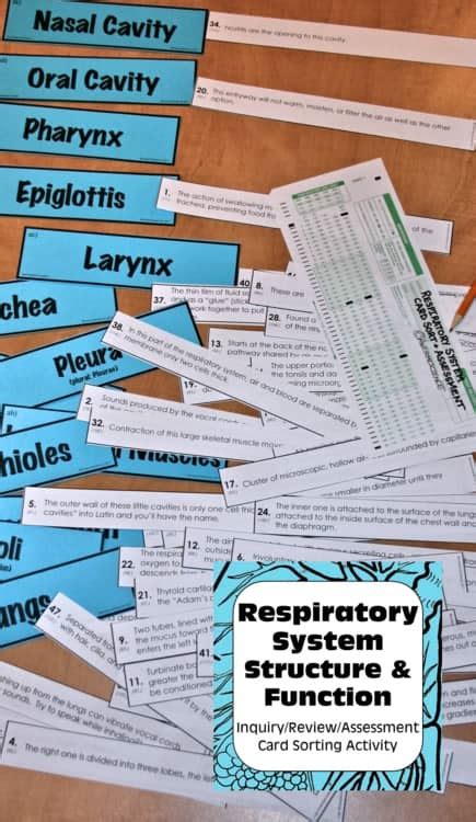 Respiratory System Structure Function Card Sort Print And Digital Interactive