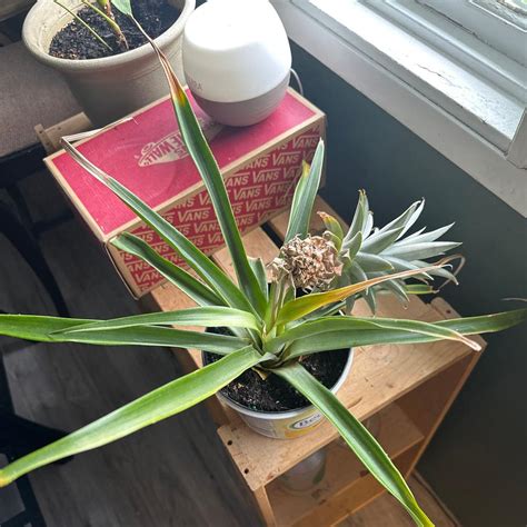 🍍 Pineapple Ultimate Guide To Fertilizing