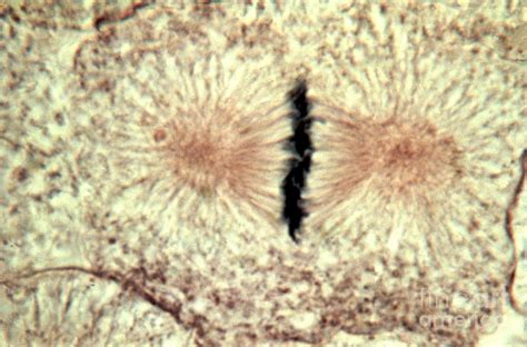 Metaphase Photograph By Science Source