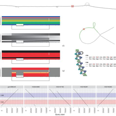 Features Of A 90 Haplotype Human Pangenome Graph Of The Exon 1 Download Scientific Diagram
