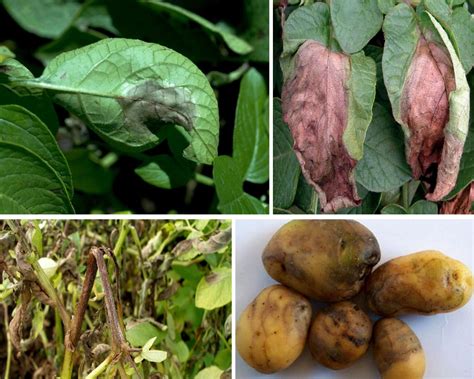 باد زدگی سیب زمینی بلایت دیررس فروغ دشت