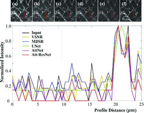 Horizontal Line Profiles Of The Representative Lsfm Image With Download Scientific Diagram