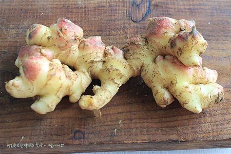 햇생강 손질방법~ 서산생강생강효능