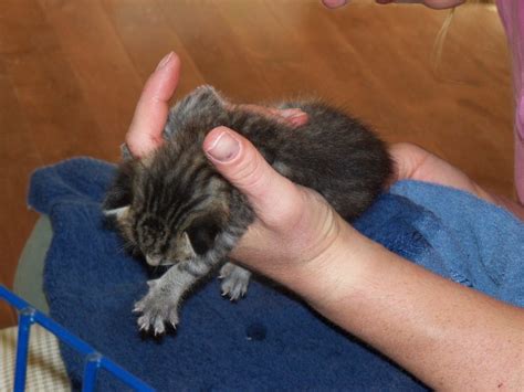 What Is The Best Food For A 7 Week Old Kitten At Kim Delapaz Blog