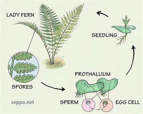 Pteridophyta Gametophyte