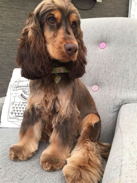 Cocker Spaniel Haircut Ideas